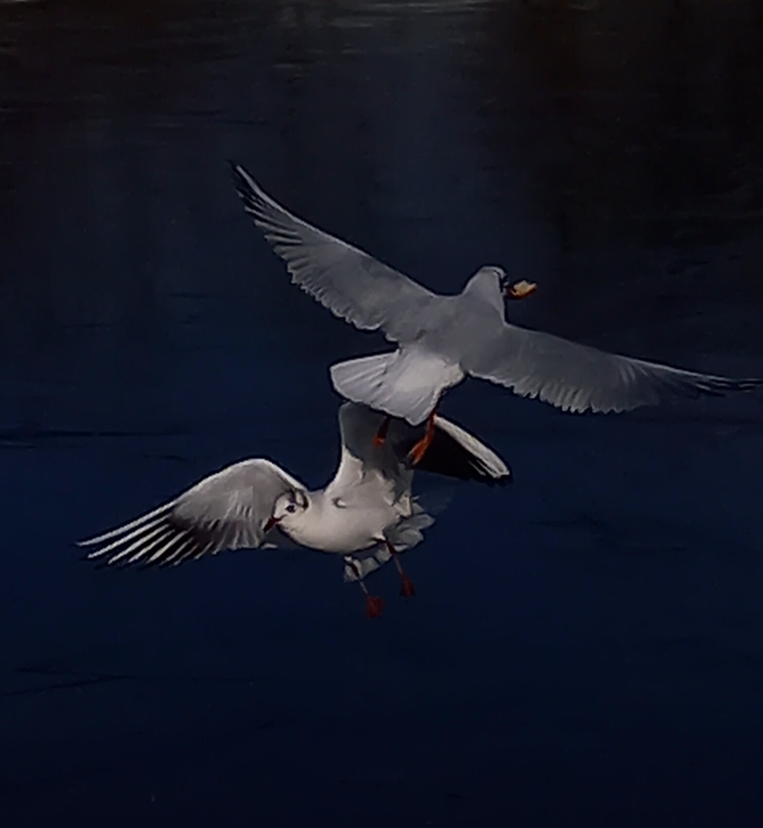 Photo Mouettes de nuit