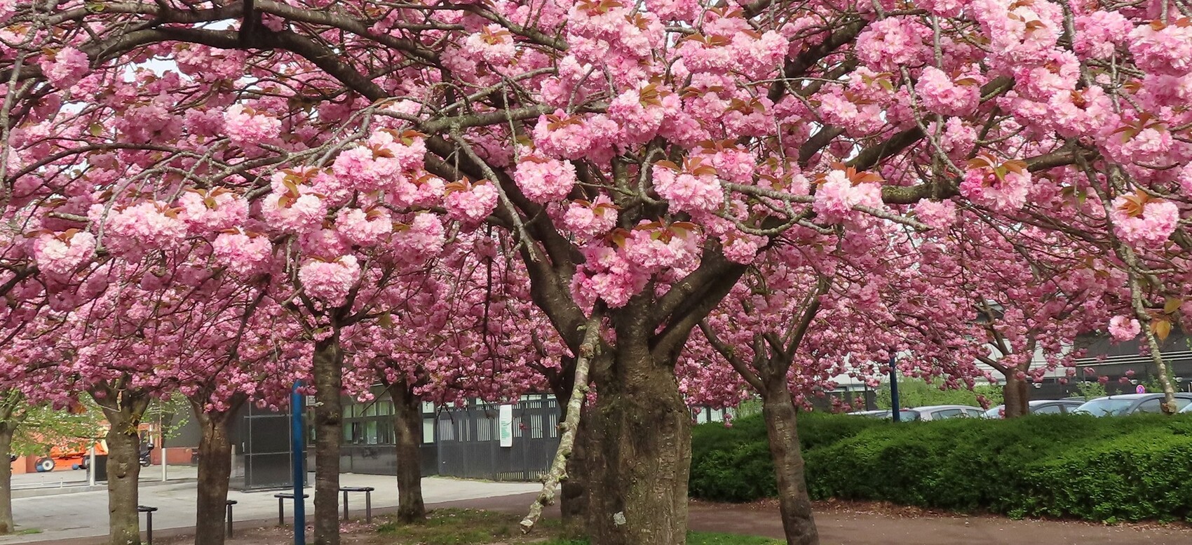 Photo Arbres en fleurs