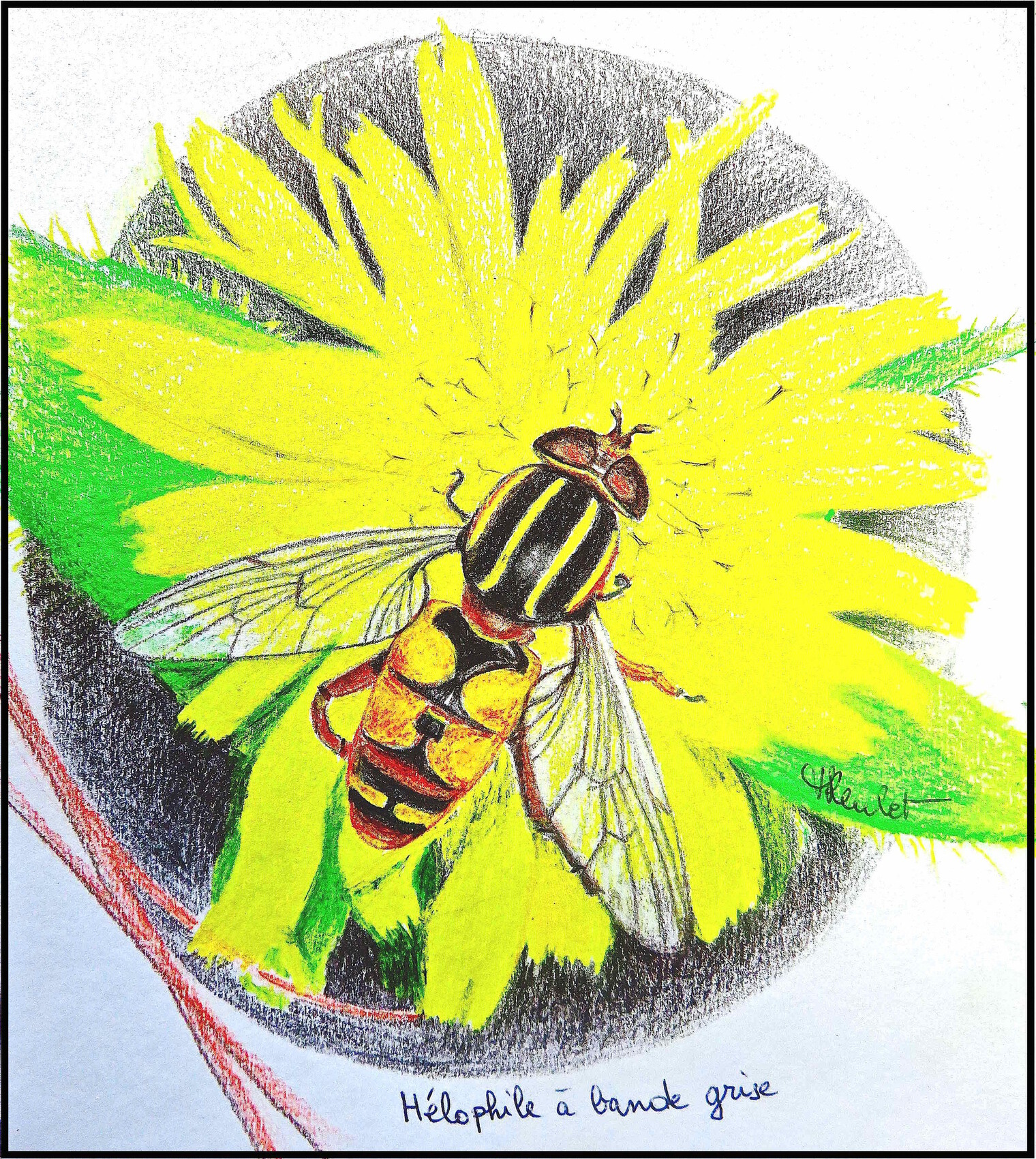 Dessin Héliophile à bande grise (Helophilus trivittatus) / Drawing A ...