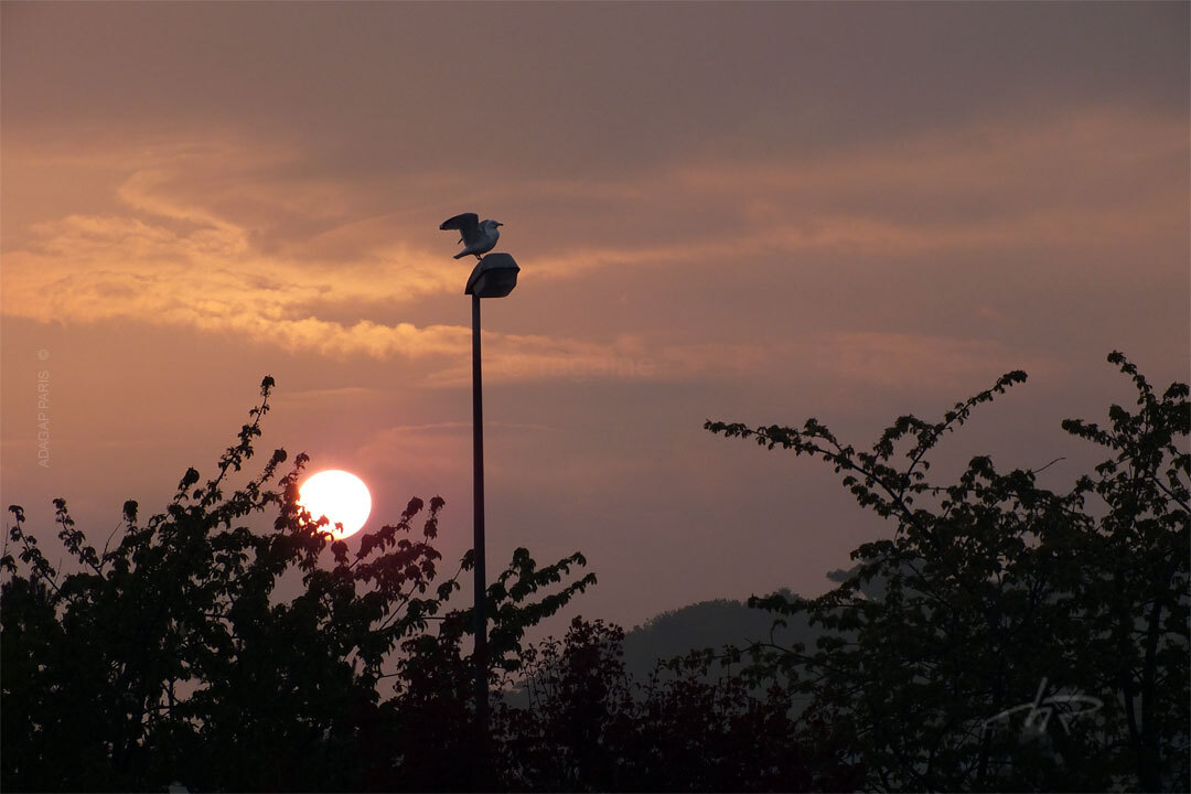 Photo Aube naissante