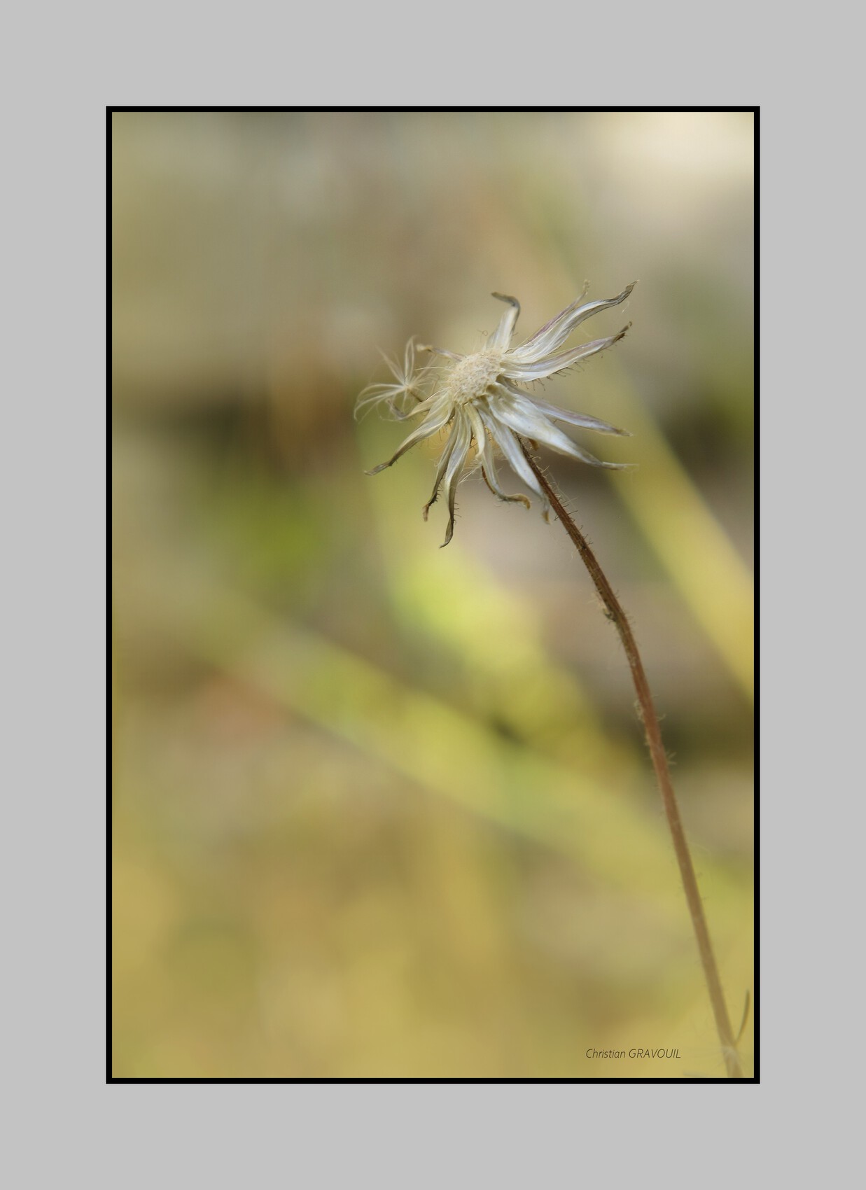 Photo Fleur fanée et sèche