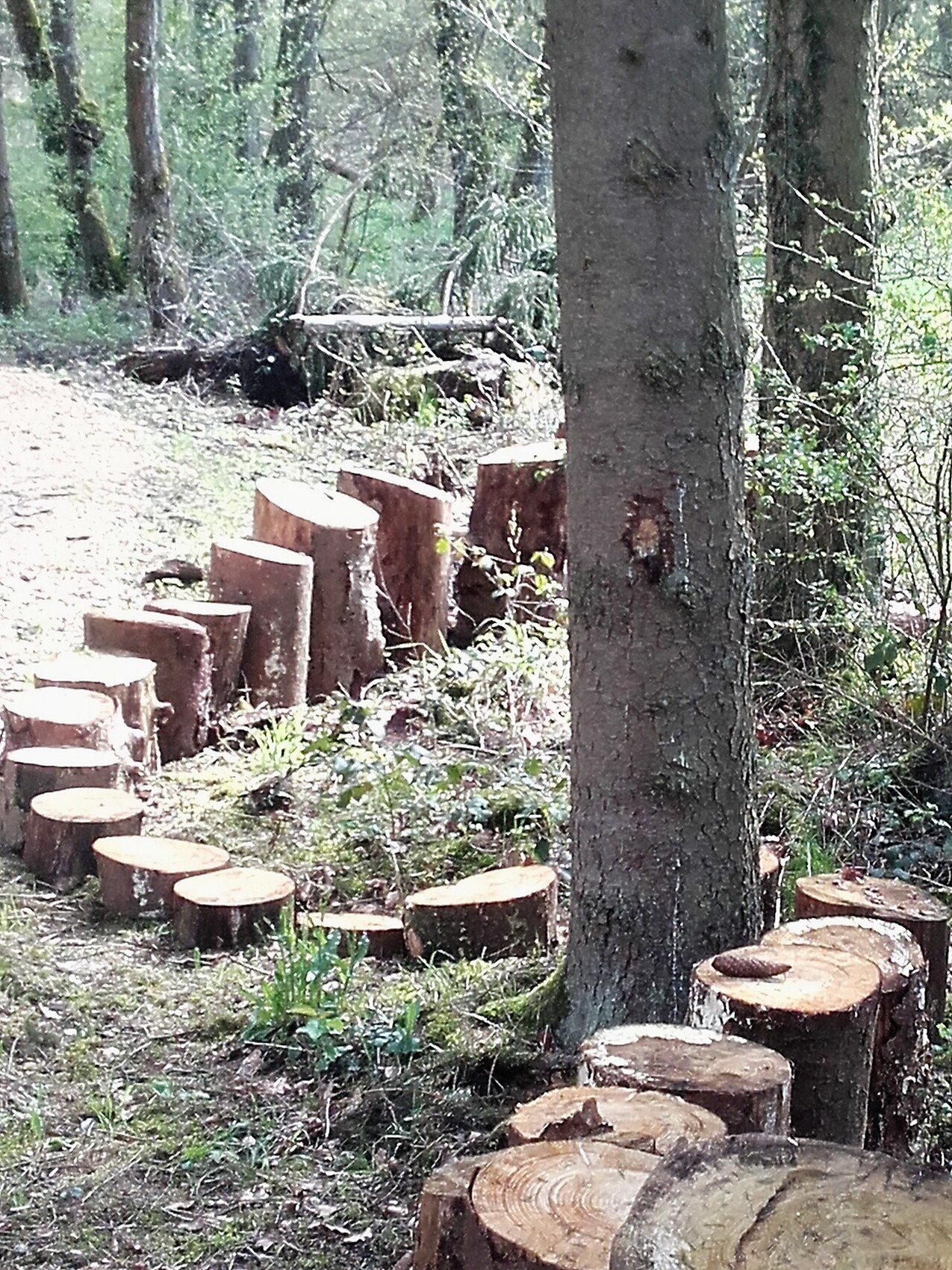 Photo promenade en forêt