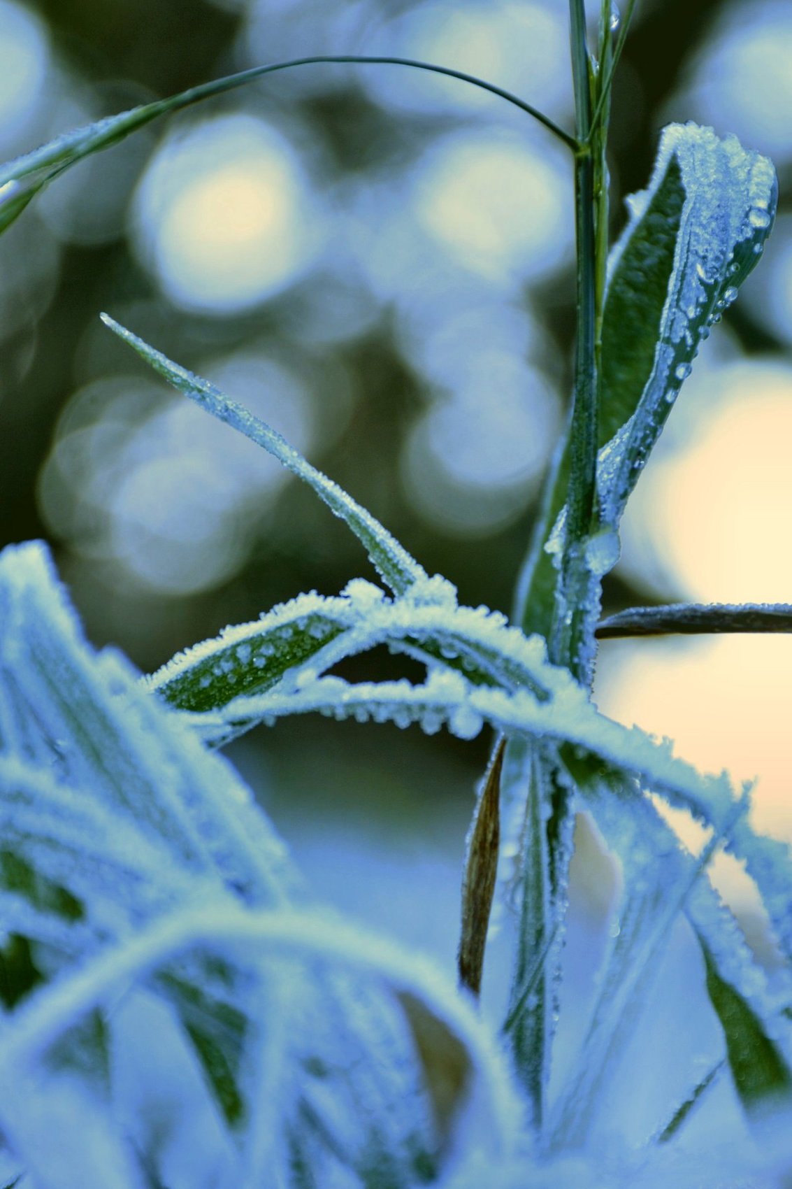 Photo Complètement givré