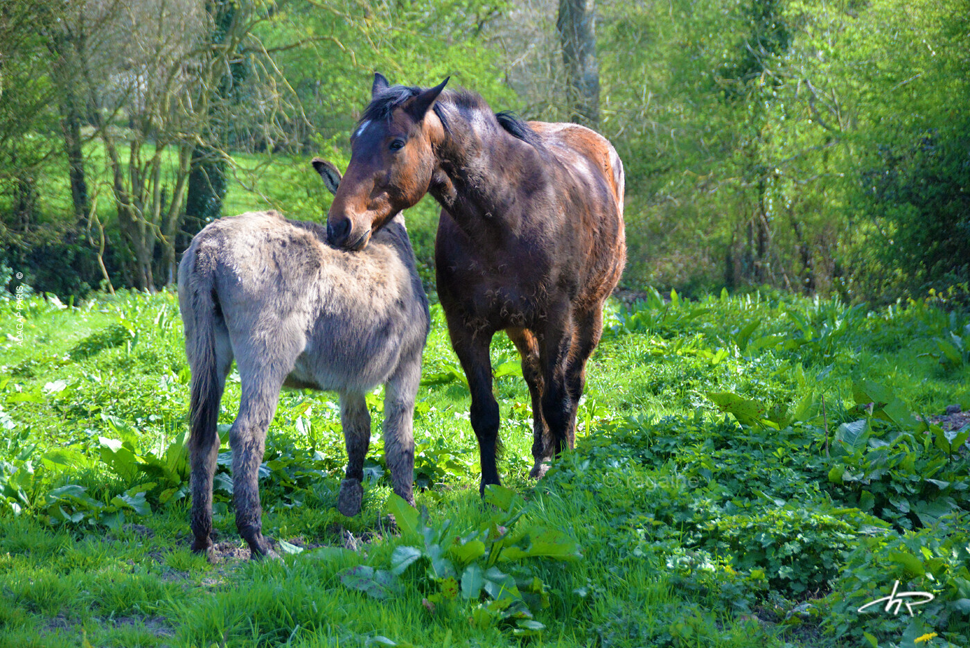Photo Cheval et âne en bonne entente
