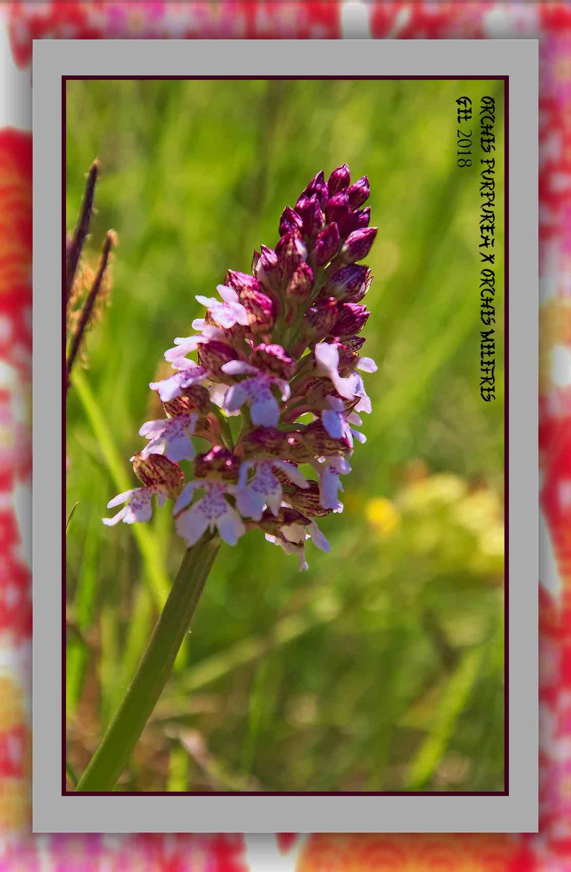 Photo Orchis purpurea x Orchis militaris - Orchidée