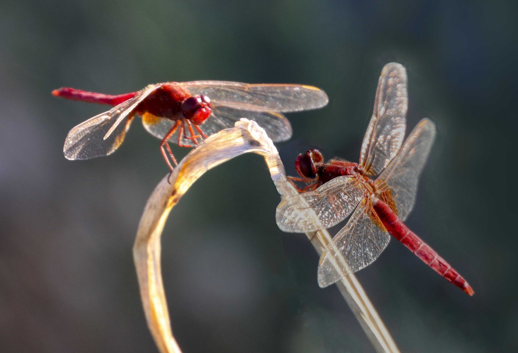 Photo Les libellules - Le fichier 20€ - Tirages tous formats voir mon ...