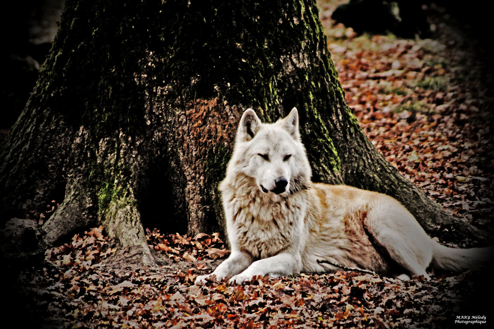 Photo Le loup Blanc