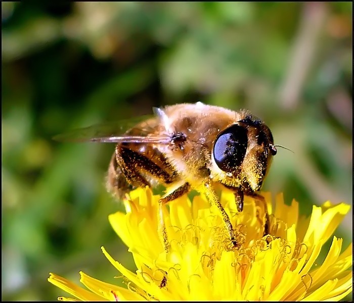 Photo abeille