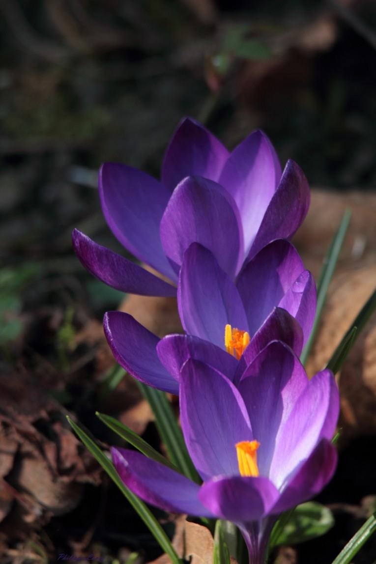 Photo Trois crocus