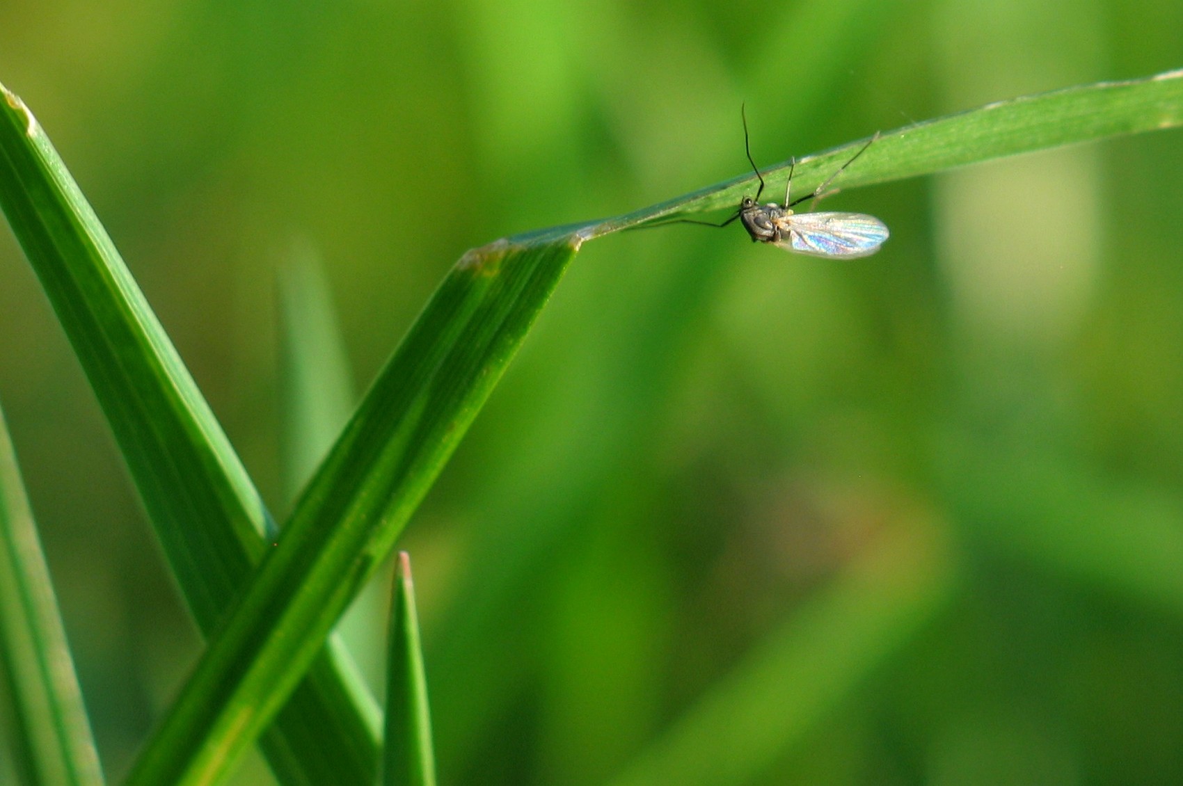 Photo Petite bestiole..