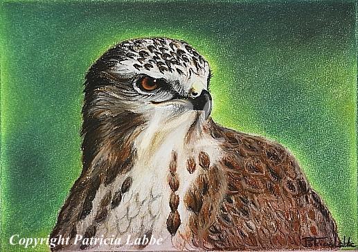 Dessin Portrait d'une buse variable