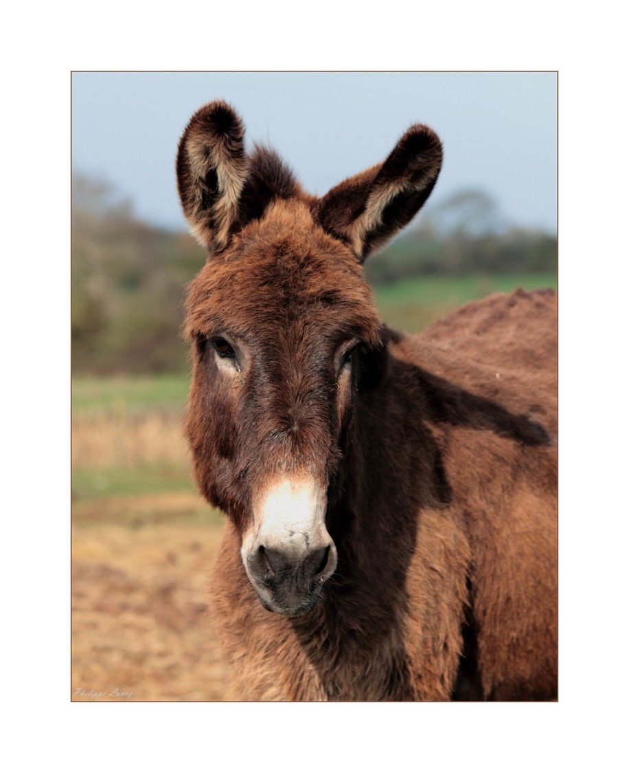 Photo L'âne et le photographe
