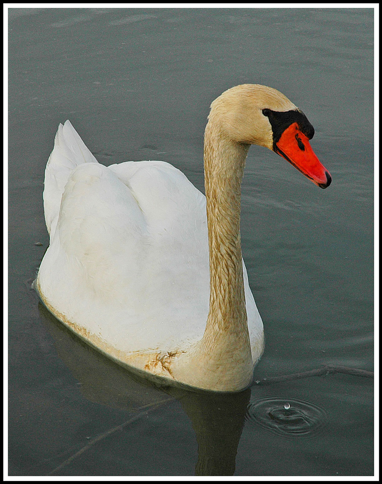 Photo Rien qu'une larme