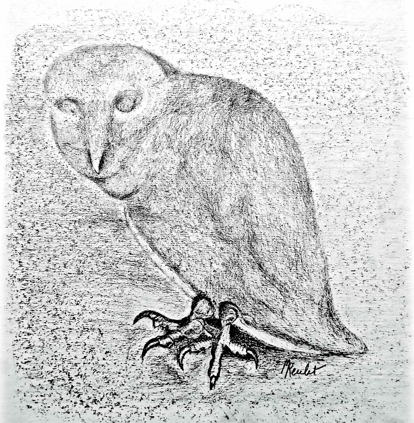 Dessin Hibou des marais de Pisanello / Drawing The Short eared owl of ...