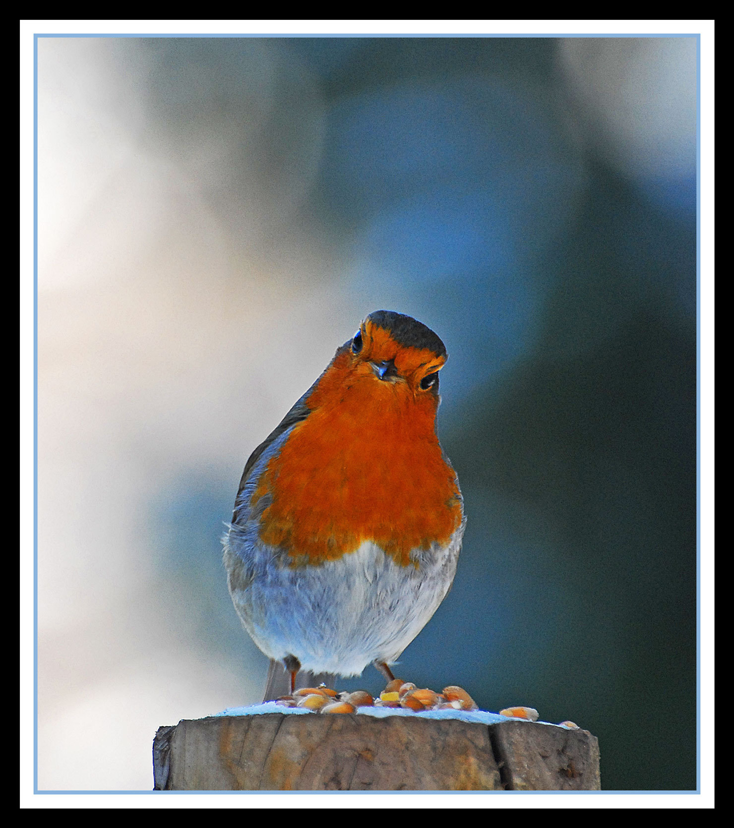 Photo rouge-gorge (4)