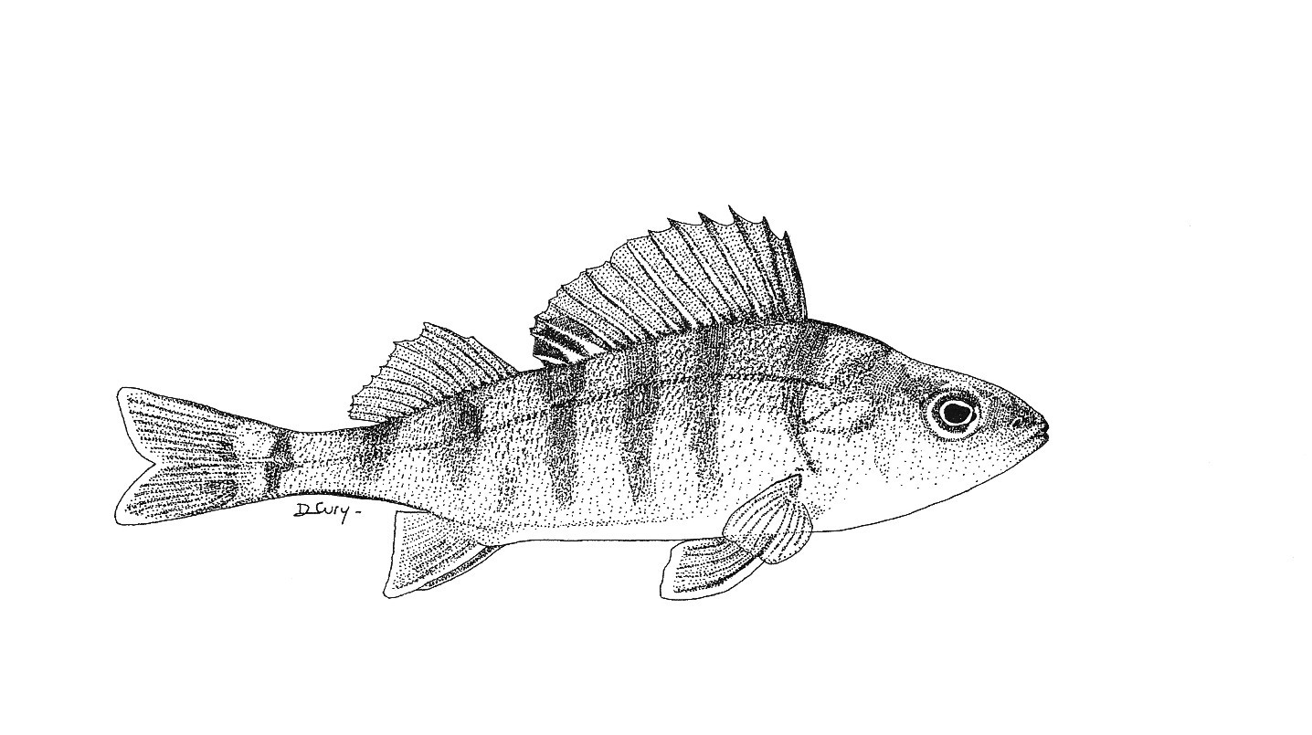 Peinture Perche commune