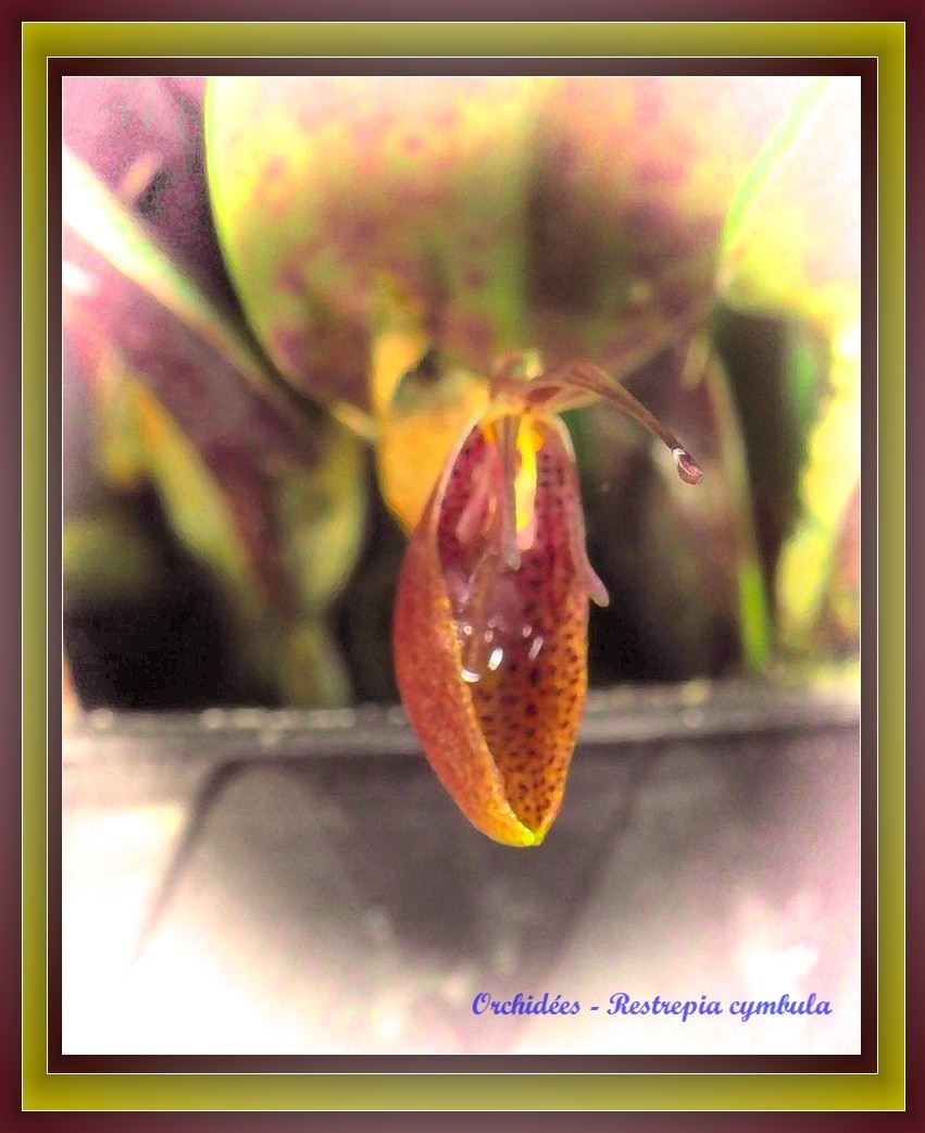 Photo Orchidées - Restrepia cymbola