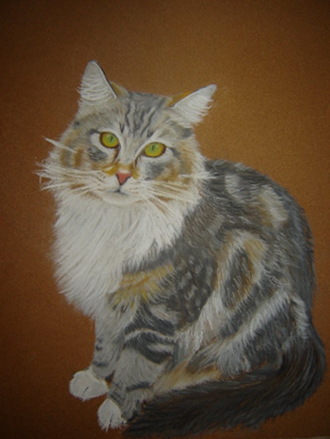 Dessin tommy le maine cone