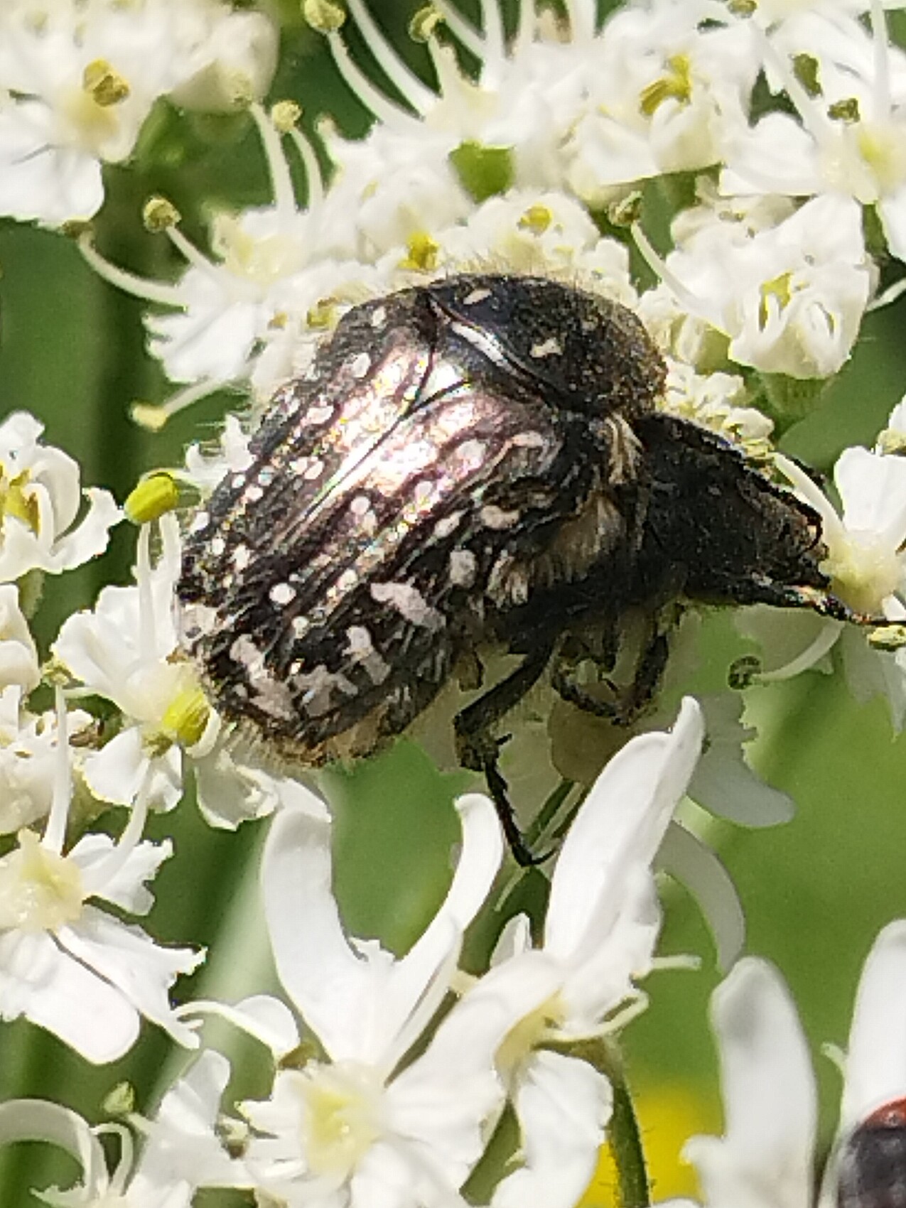 Photo Insecte sur fleur