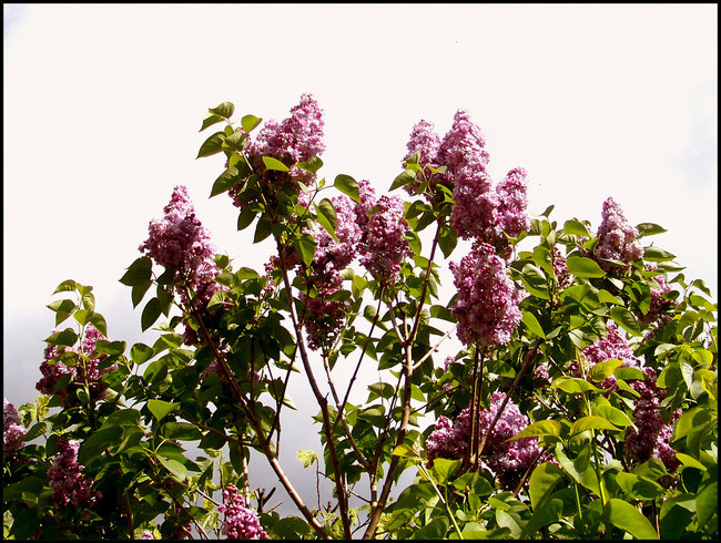 Photo Lilas.