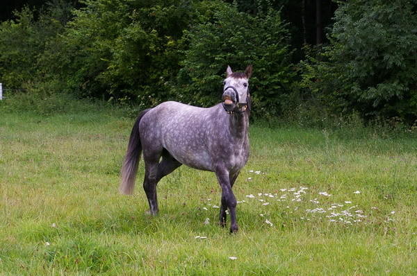 Photo Cheval au pré