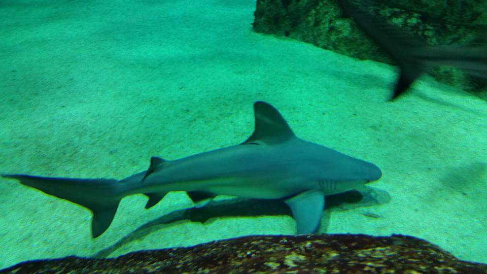 Photo Requin