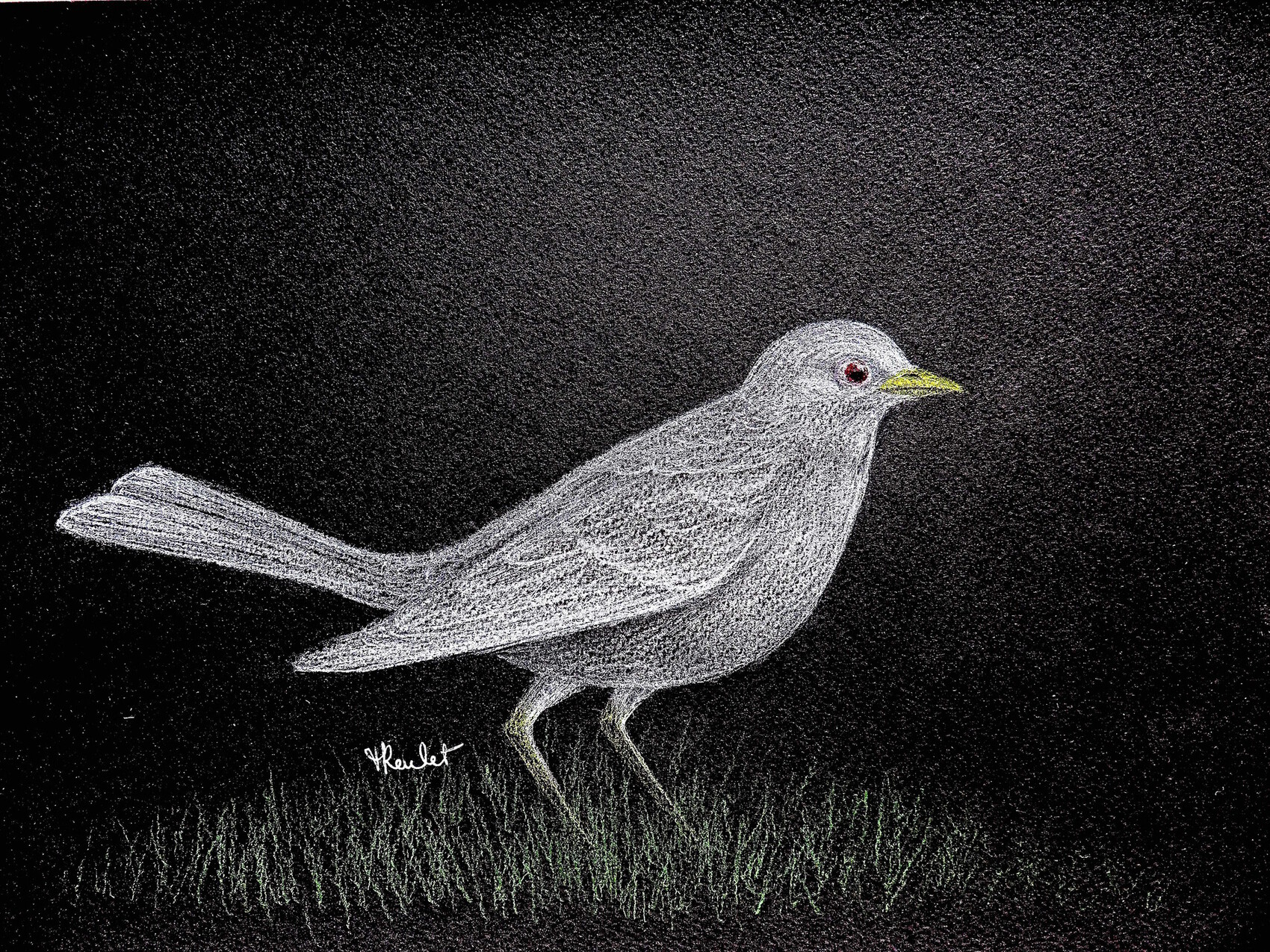 Dessin Le merle blanc (Turdus merula) / Drawing A white Common blackbird