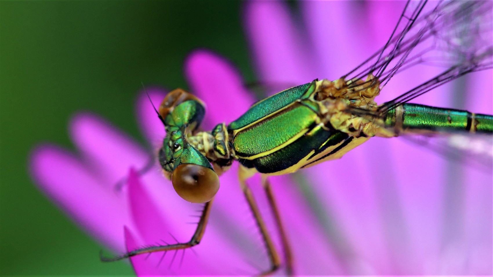 Photo Petite libellule de toutes les couleurs