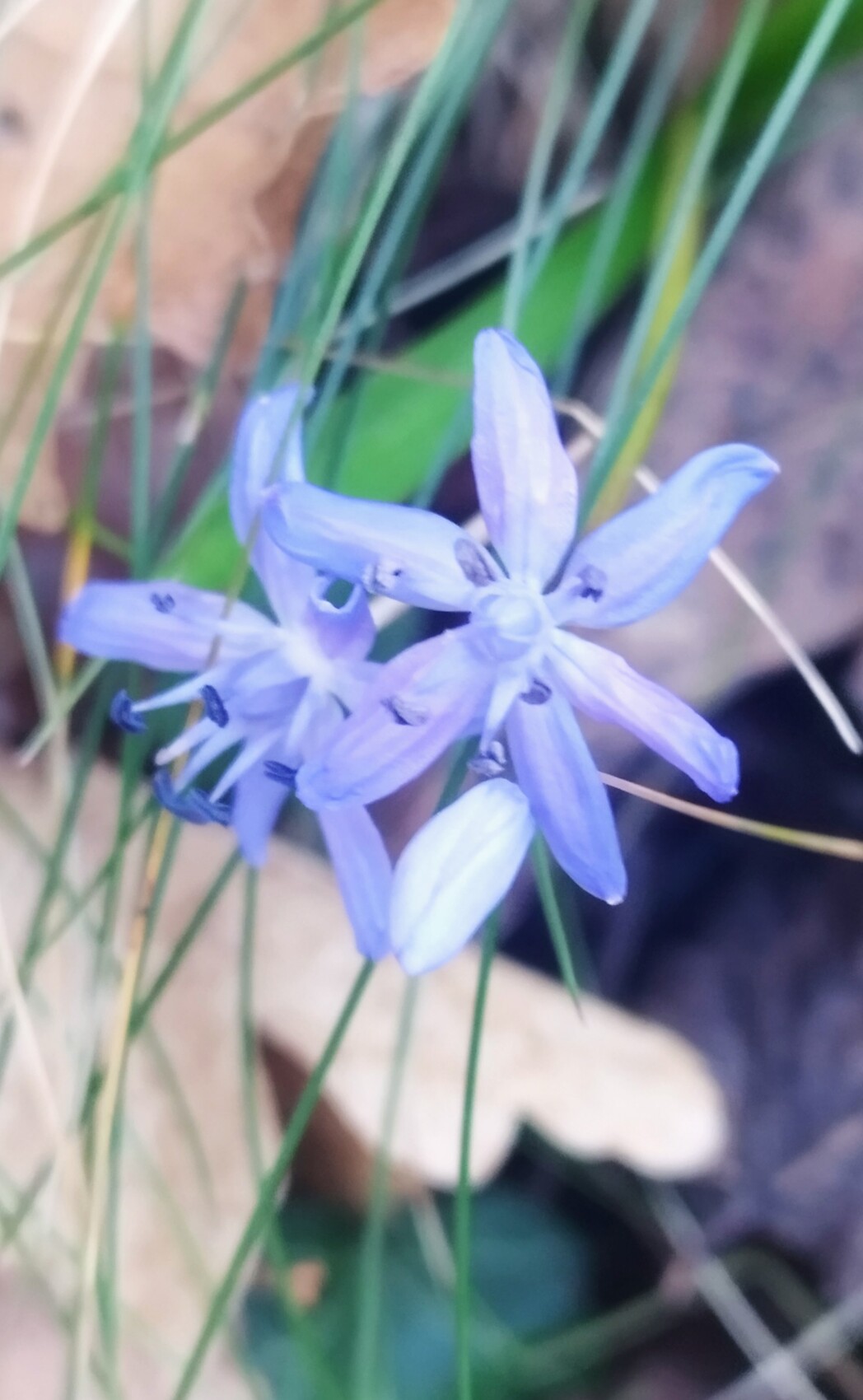 Photo première fleurs de février