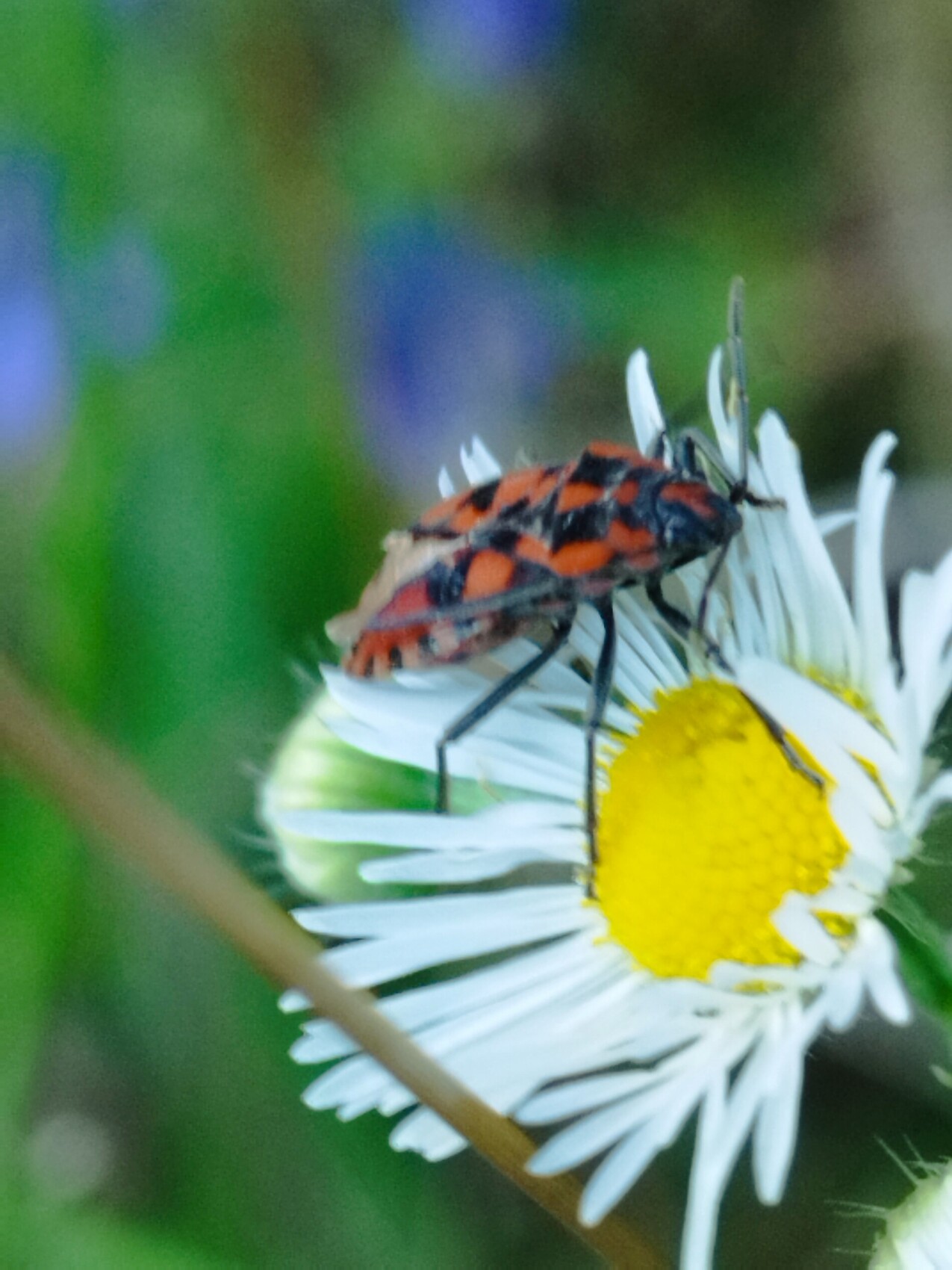 Photo insecte prédateur des gendarmes