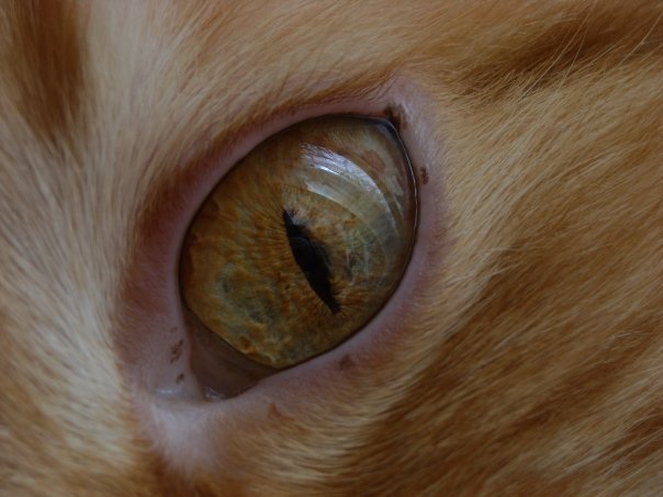 Photo l'iris du chat