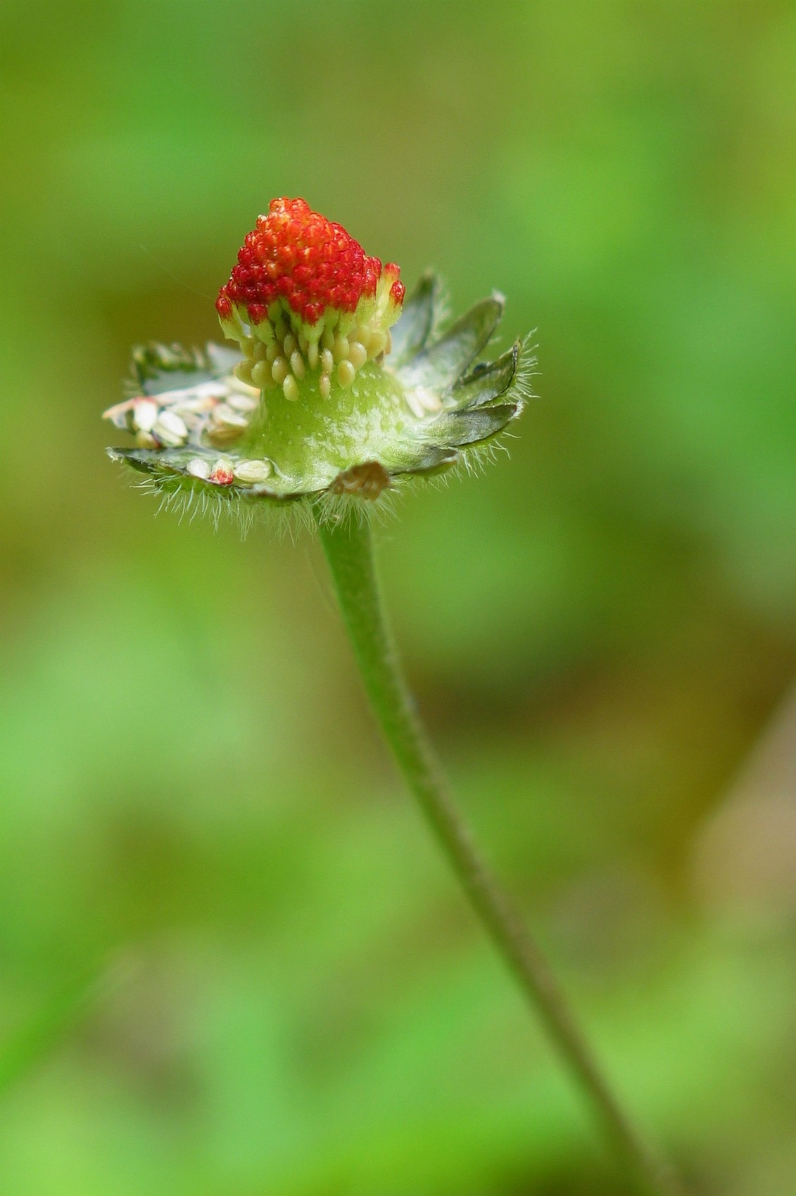 Photo Coeur de fleur fanée..