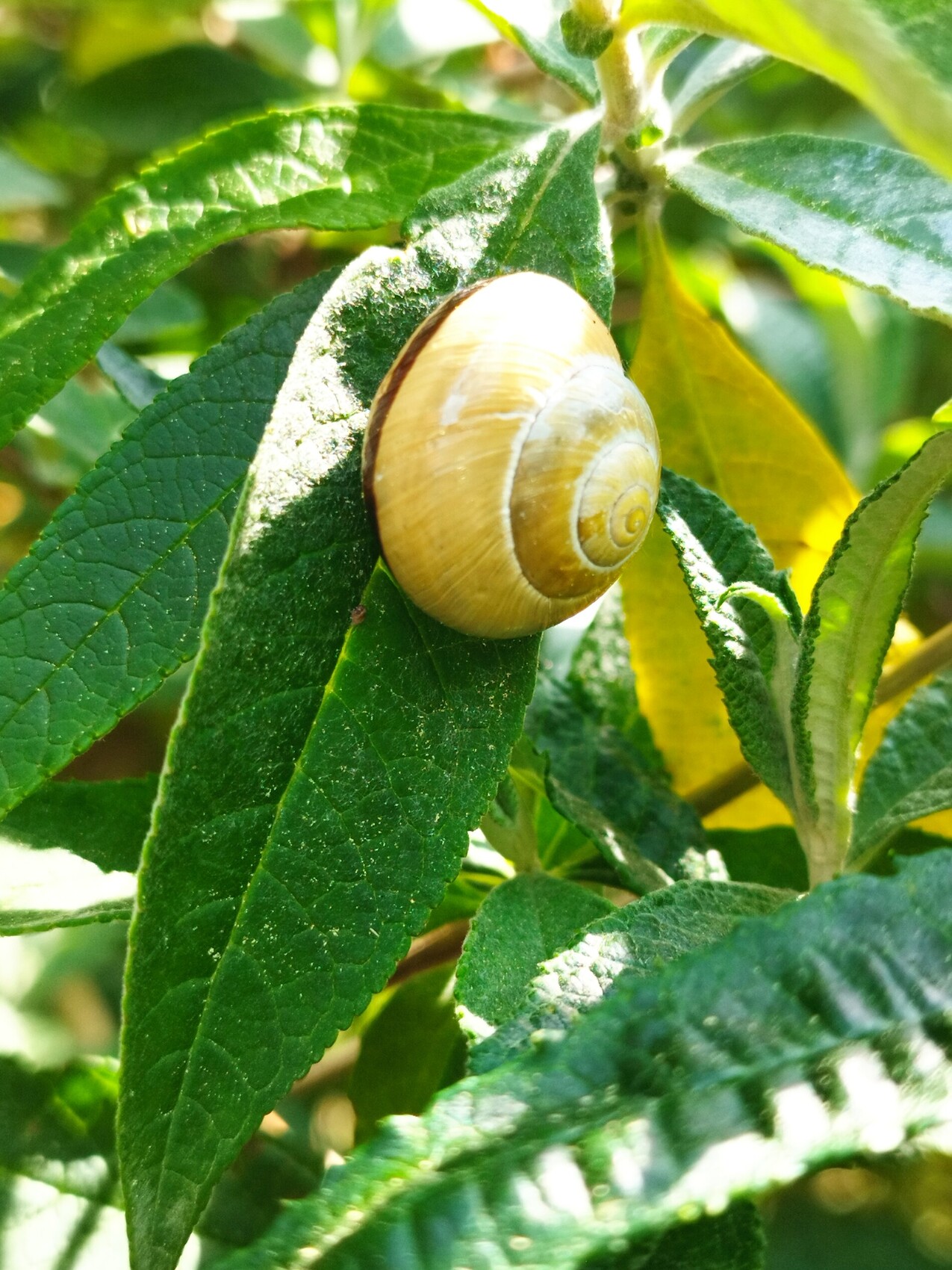 Photo escargot