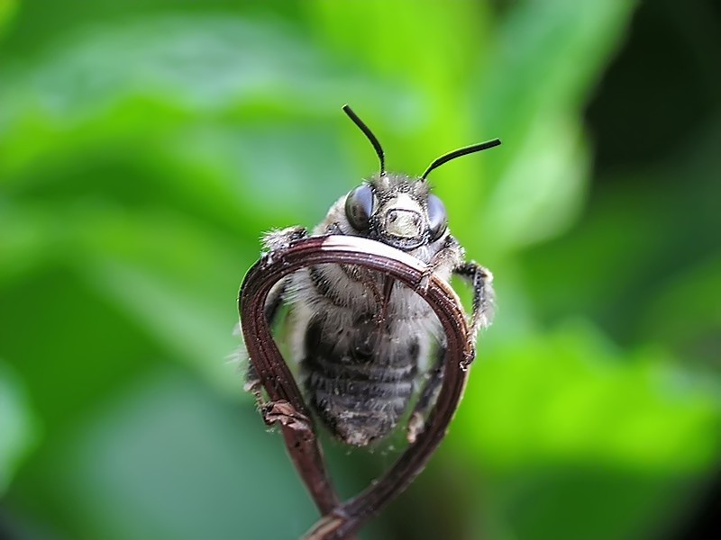 Photo insecte))