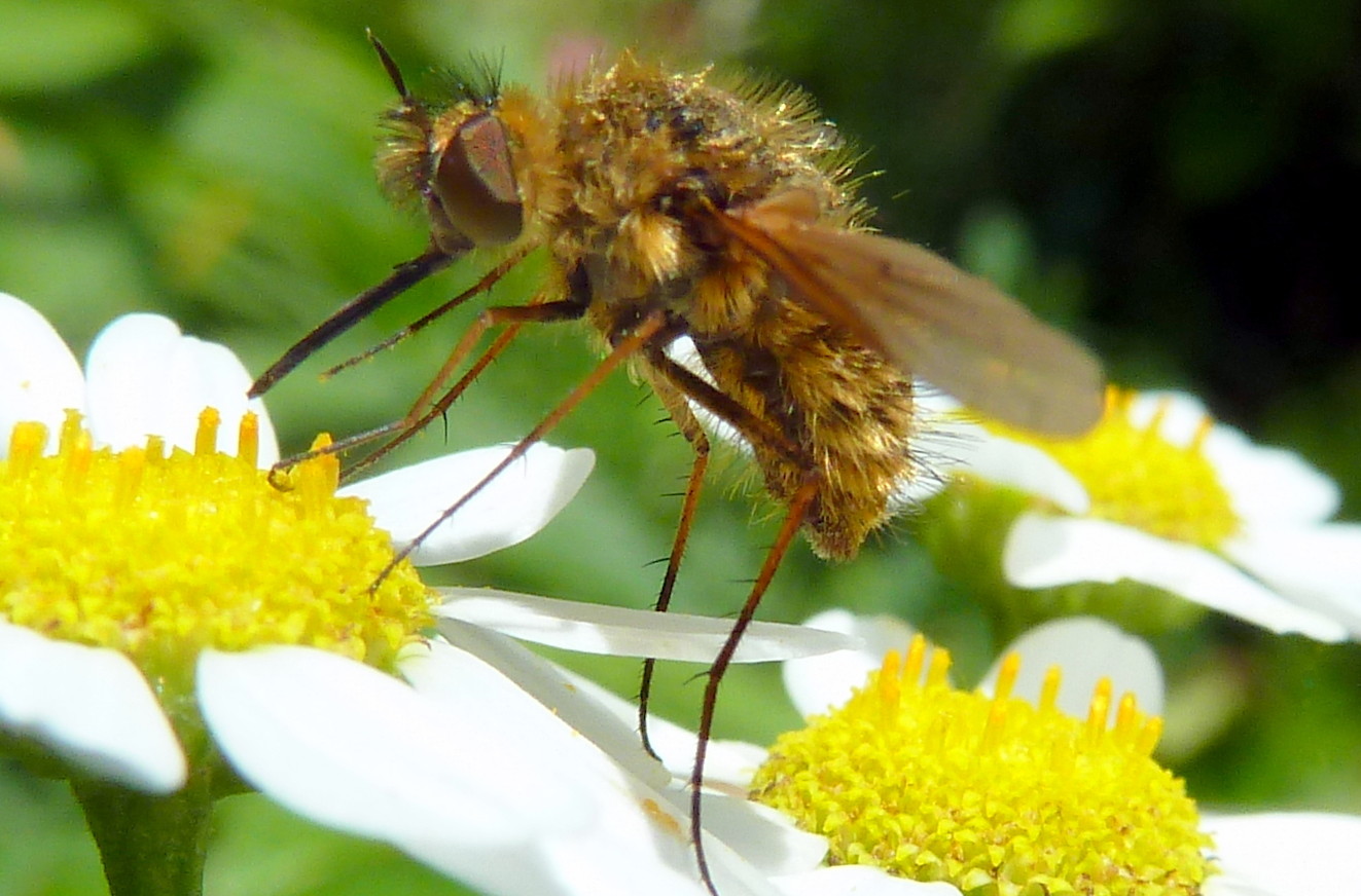 Photo INSECTE butineur (syrphe?)