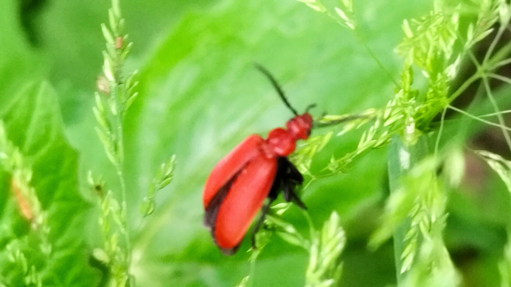 Photo Petit insecte rouge