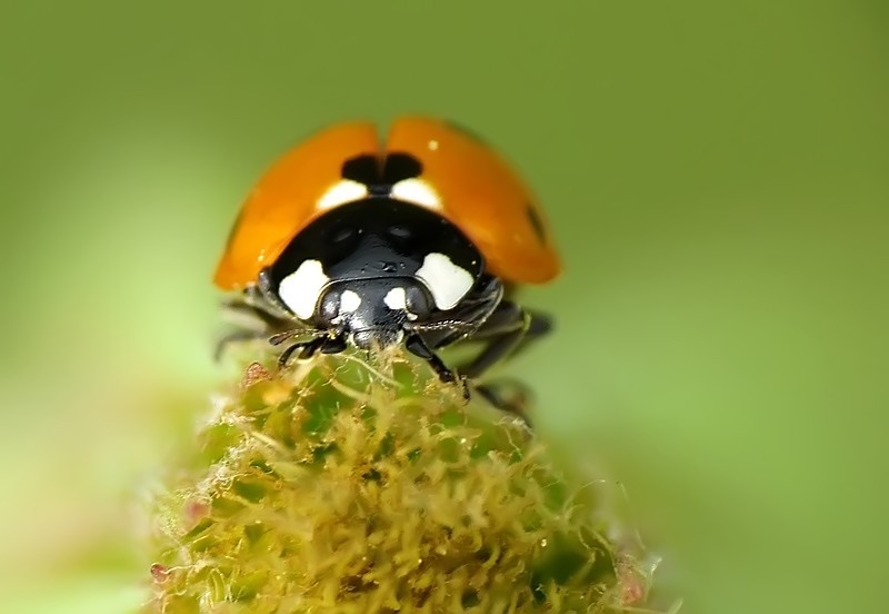 Photo coccinelle^^