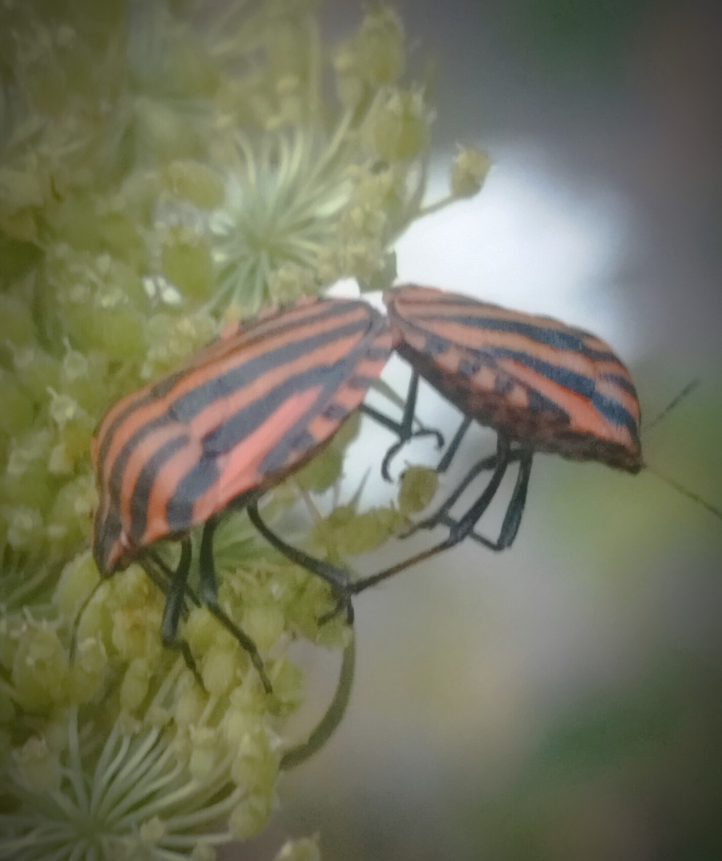 Photo PENTATÔME RAYE