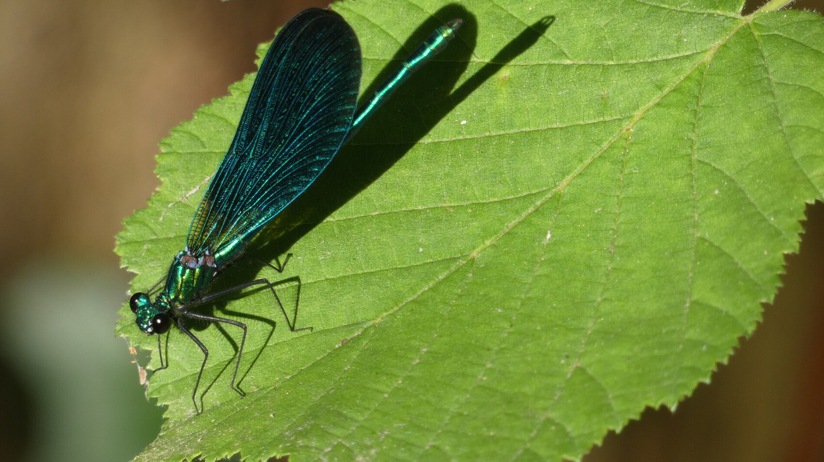 Photo libellules en plein vol