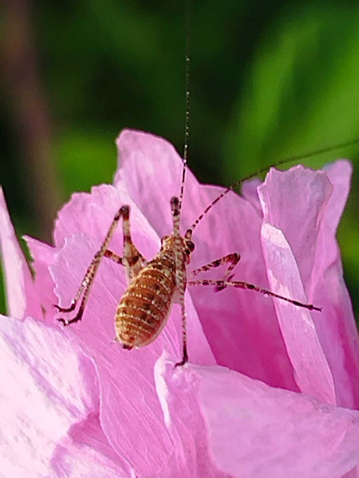 Photo Insecte sur fleur