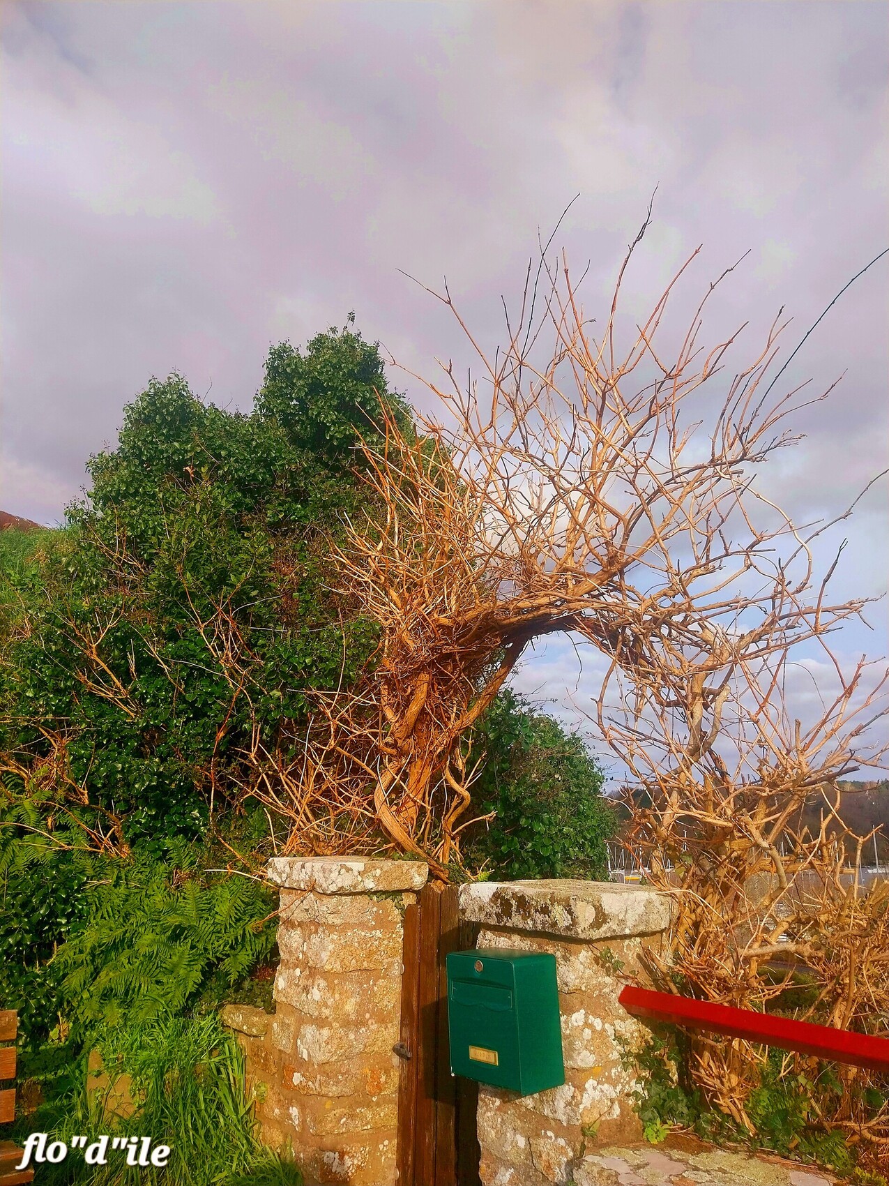 Photo ACCROCHE RÊVES