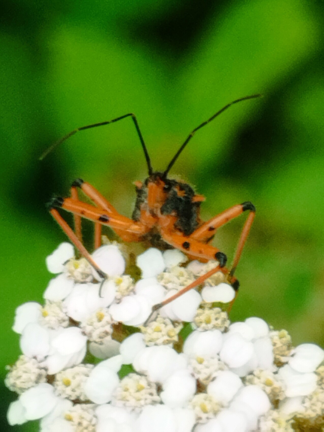Peinture insecte sur fleur