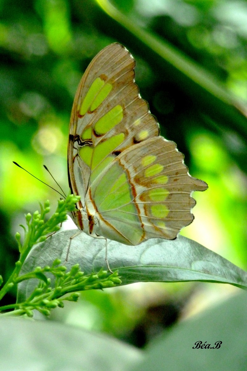 Photo Le papillon vert