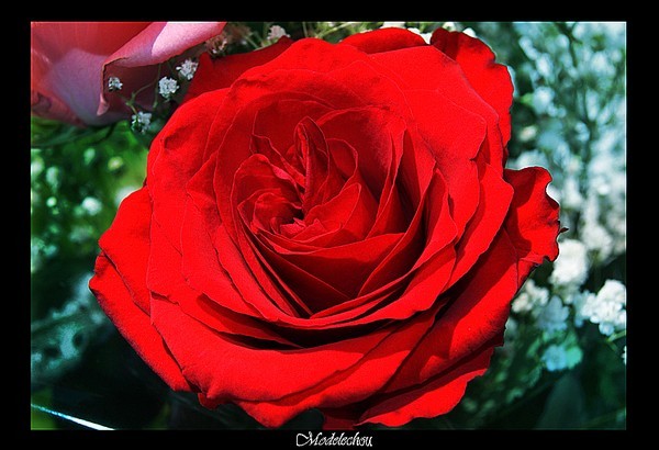 Photo Rose Rouge