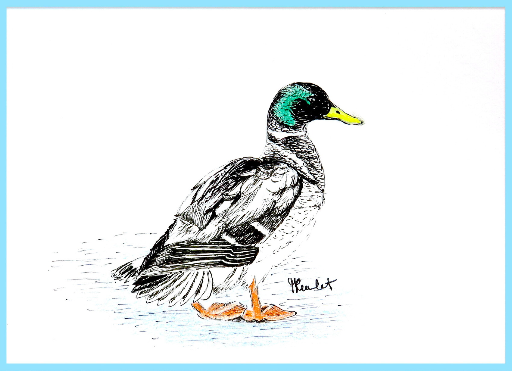 Dessin Canard colvert (Anas platyrhyncos) / Drawing A mallard duck