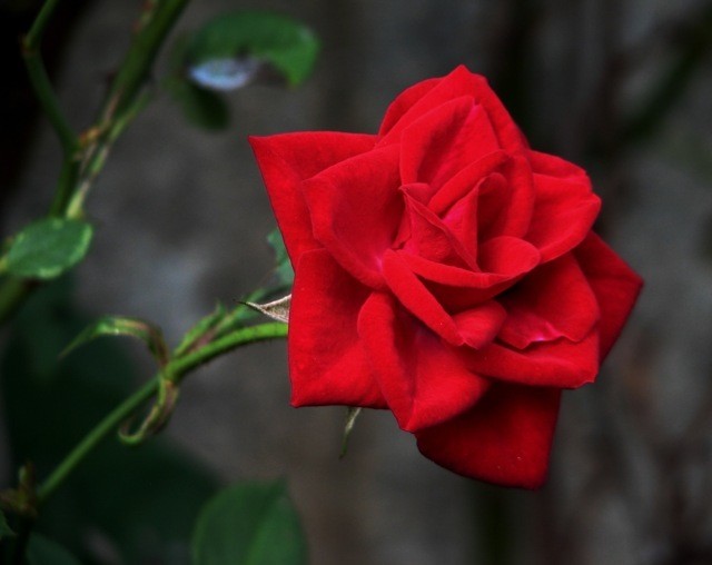Photo "Lady Rose"