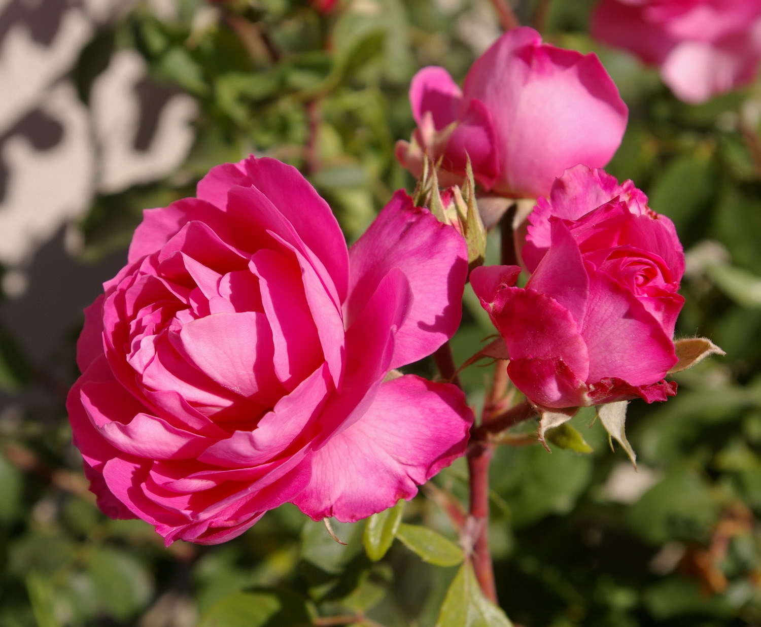Photo Bouquet de roses