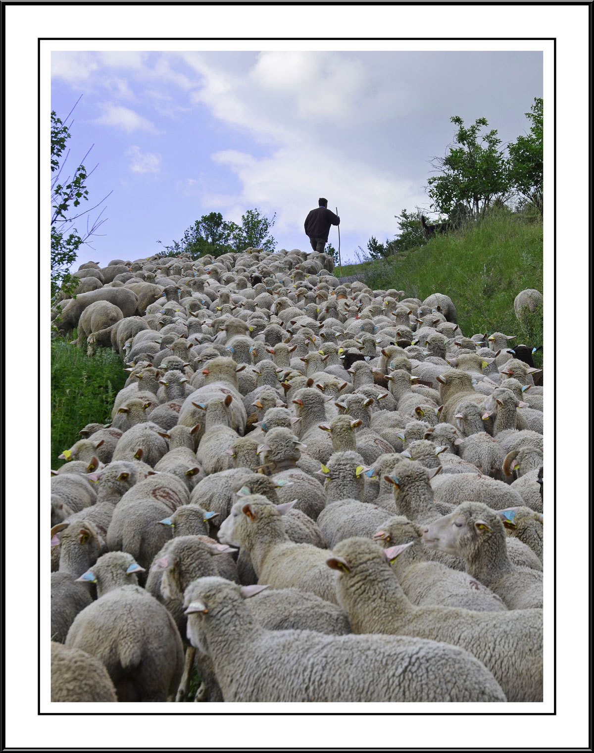 Photo transhumance