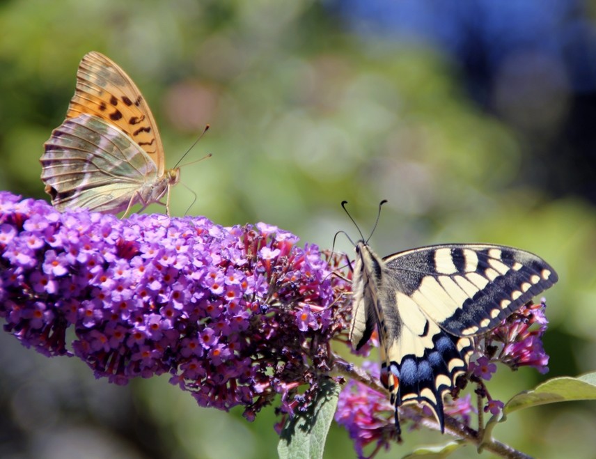 Photo Au bal des papillons