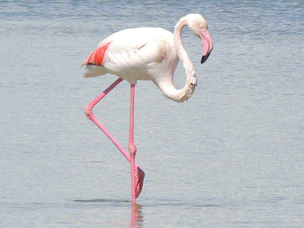 Photo Flamand rose Étang de FRONTIGNAN
